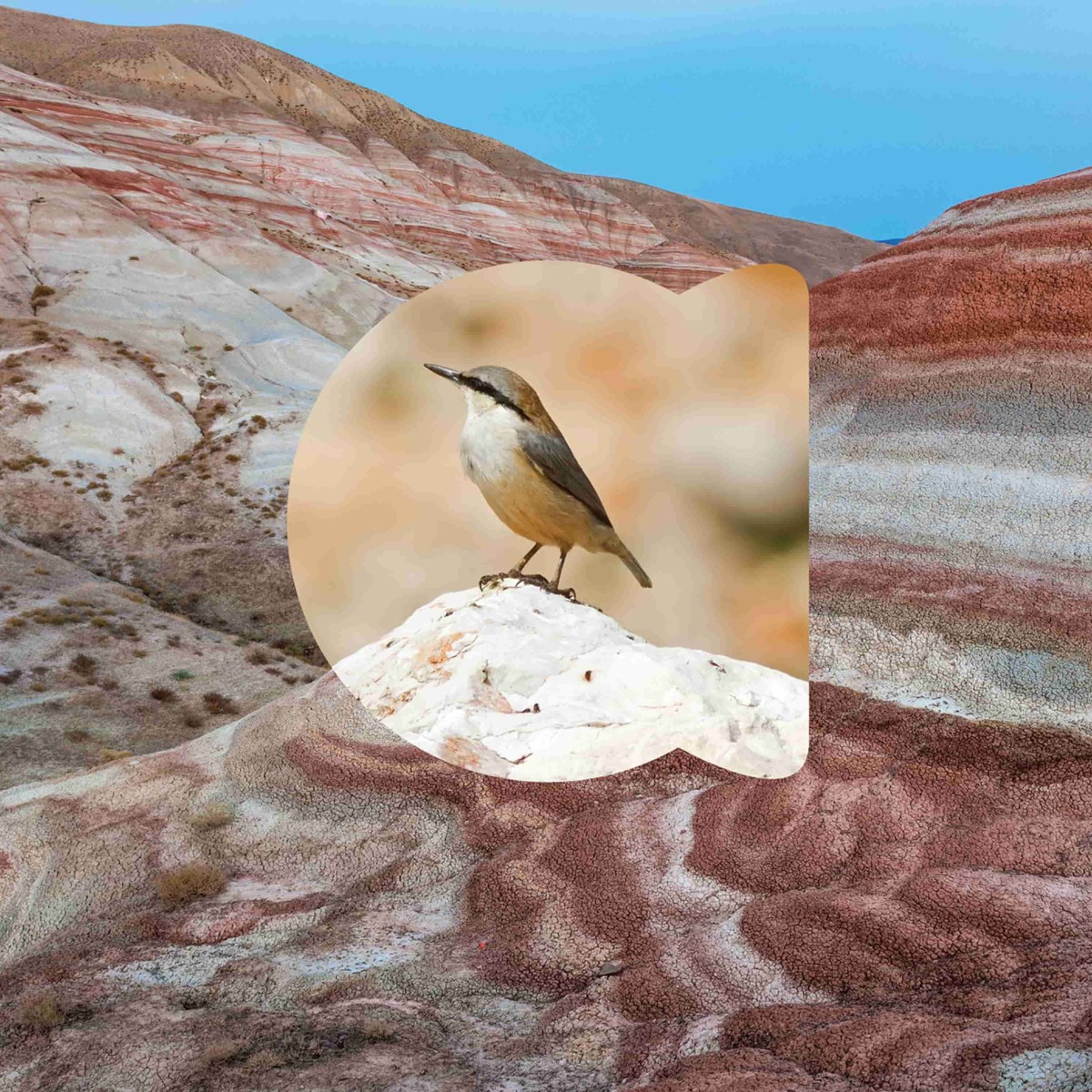 The art of bird tourism in Azerbaijan – podcast – Birding Azerbaijan