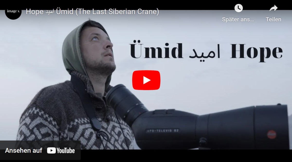 The sad story of Omid – Birding Azerbaijan