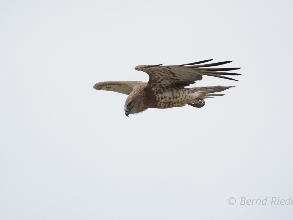 Besh Barmag – Birding Azerbaijan